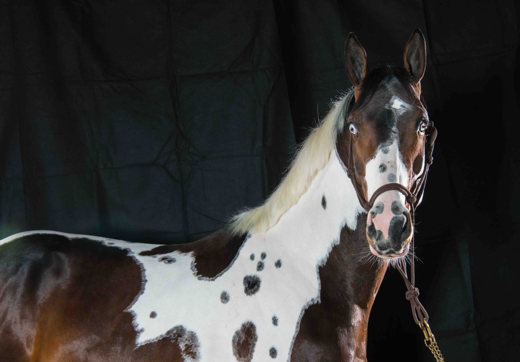 Les Pies de Morinda - Chevaux de sport et de couleurs